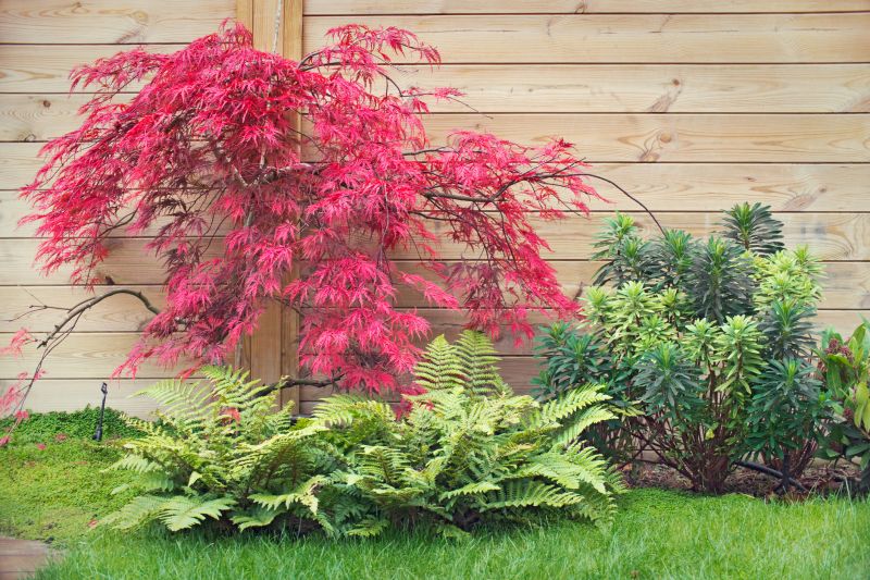 Expert Japanese Maple Pruning for Healthy Trees